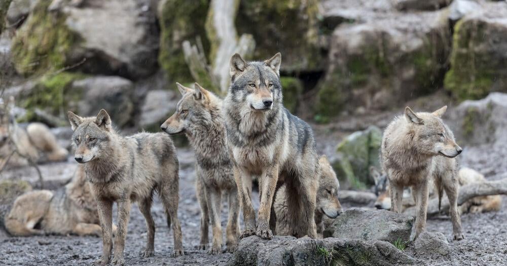 WDFW aims to reclassify gray wolves to 'sensitive' status | Columbia ...