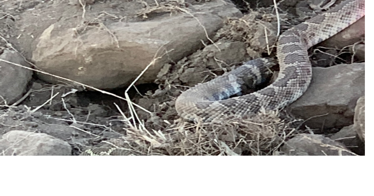 Firefighters cross paths with den of rattlesnakes during Colockum Fire ...