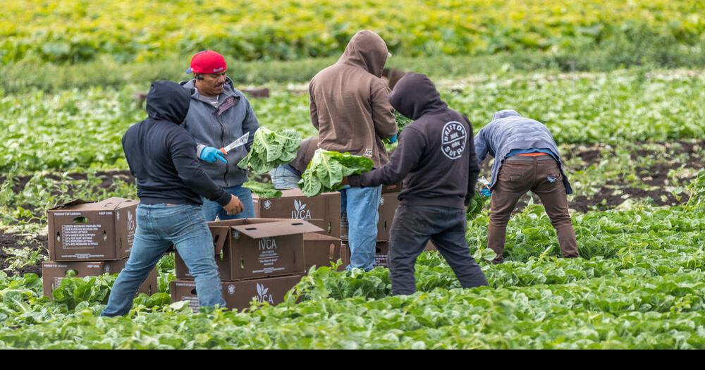Judge Orders Higher Piece-Rate Wages for WA Farmworkers | Columbia ...