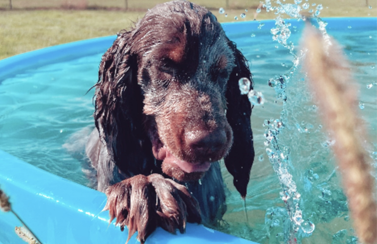 Moses Lake's Country Kennels guarantees 'peace of mind' for pet owners ...