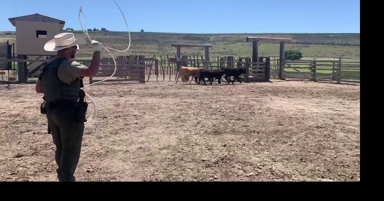 Adams County Sheriff's deputies learn how lasso animals | Columbia ...