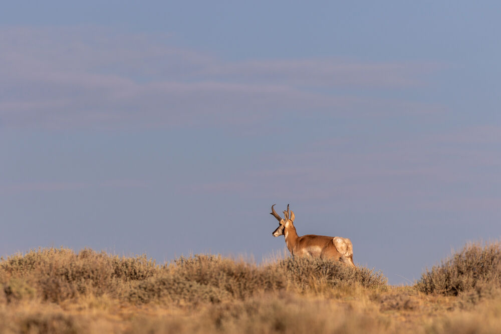 Tribal Hunter Makes History With First Pronghorn Harvest on Colville ...