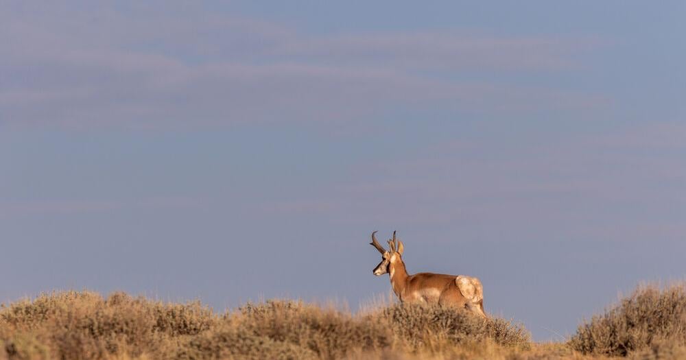 Tribal Hunter Makes History With First Pronghorn Harvest on Colville ...