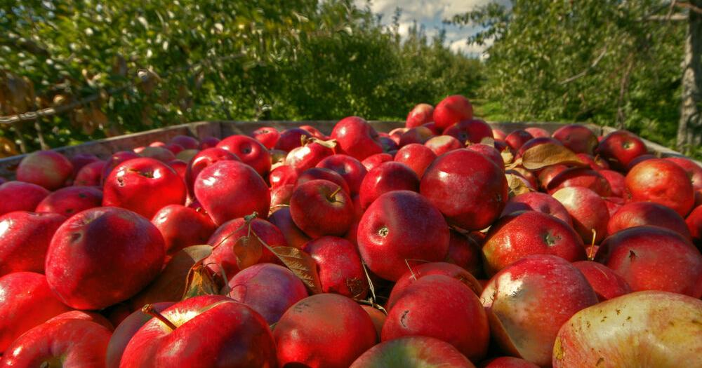 WA records second-largest ever apple harvest in history | Columbia ...