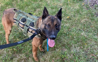 Moses Lake Police Department introduces its newest K9, Jester ...