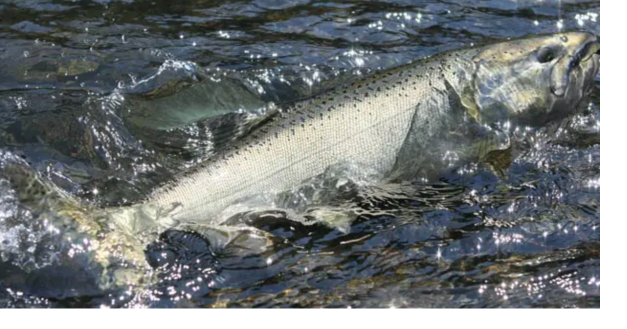 Donning tracking devices the size of a grain of rice, over 94% of ...