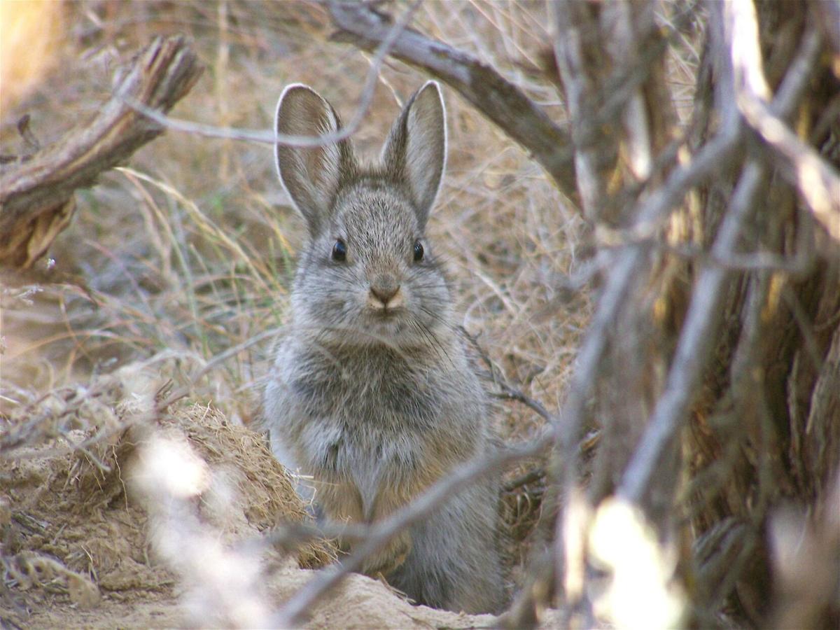 how to draw a pygmy rabbit