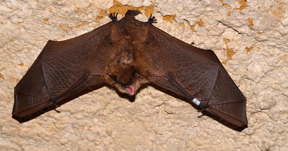 Rabid bat found locally; public urged to take precautions | Columbia ...