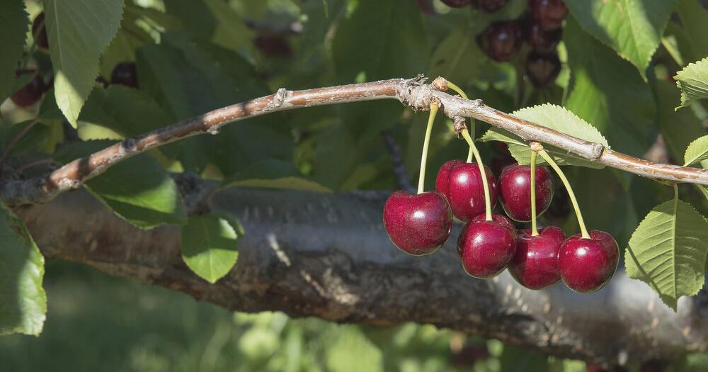 Emergency loans for WA cherry farmers after disaster | Columbia Basin ...