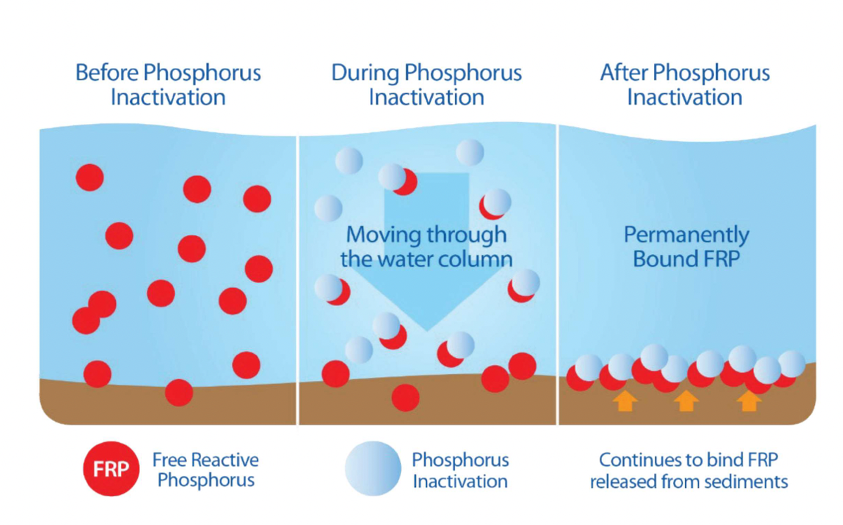 Goodbye Algae Blooms? Moses Lake Phosphorus Mitigation Project Now Underway | Columbia Basin ...