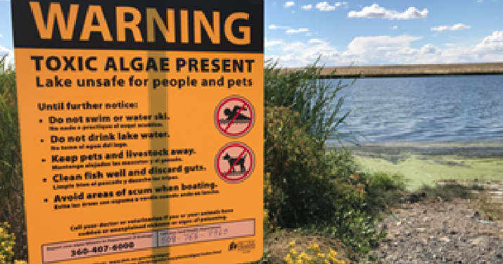 Toxic blue-green algae blooms found in Moses Lake | Columbia Basin ...
