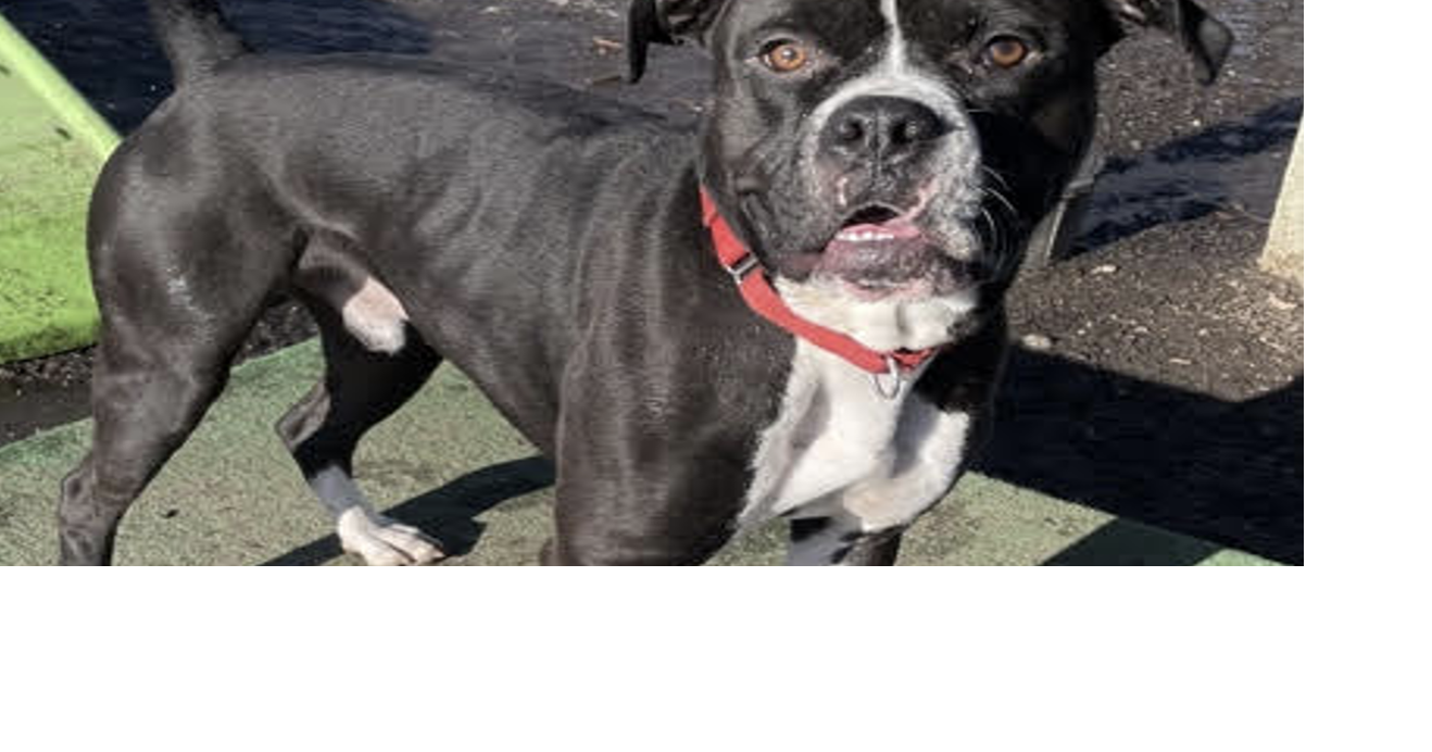 Good samaritan convinces dog thieves to give up canine, dog returned to ...