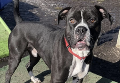 Good samaritan convinces dog thieves to give up canine, dog returned to ...