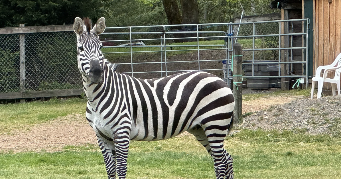 Ellensburg clown captures last stray zebra near North Bend | Columbia Basin | yoursourceone.com
