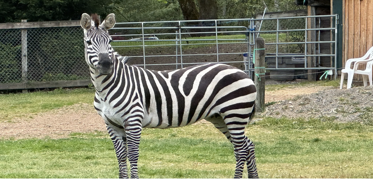 Ellensburg clown captures last stray zebra near North Bend | Columbia Basin | yoursourceone.com