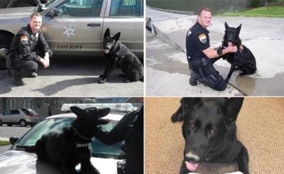 Retired Chelan County Sheriff's Office K9 Axel passes away | iFIBER ONE ...