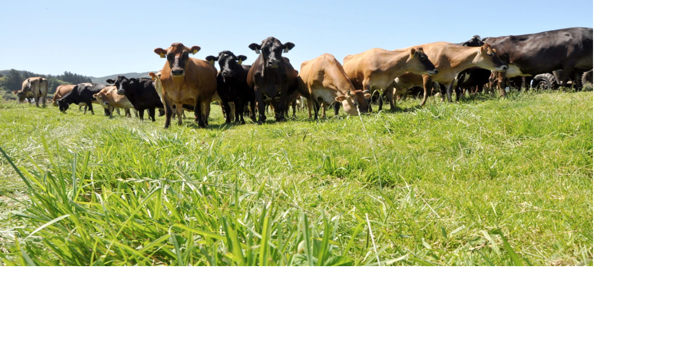 Court approves $210 million sale of Easterday Ranch properties to LDS ...