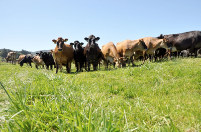 Court approves $210 million sale of Easterday Ranch properties to LDS ...