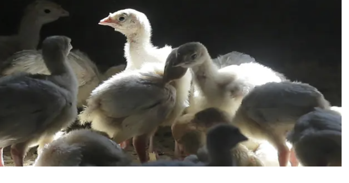 Bird flu detected in Kittitas County flock | Columbia Basin ...