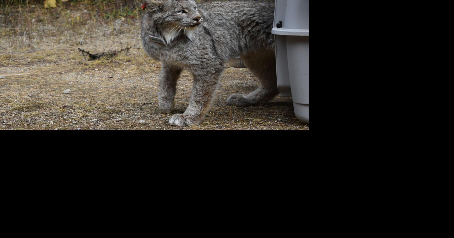 Lynx Reintroduction at Colville Reservation Shown | Columbia Basin ...