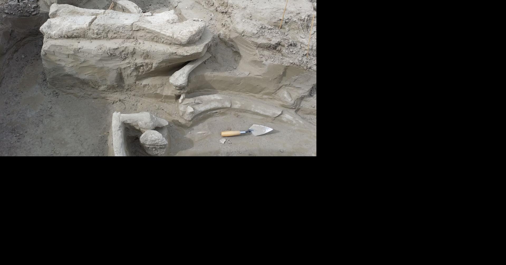 More mammoth bones uncovered at Royal City farm | Columbia Basin ...