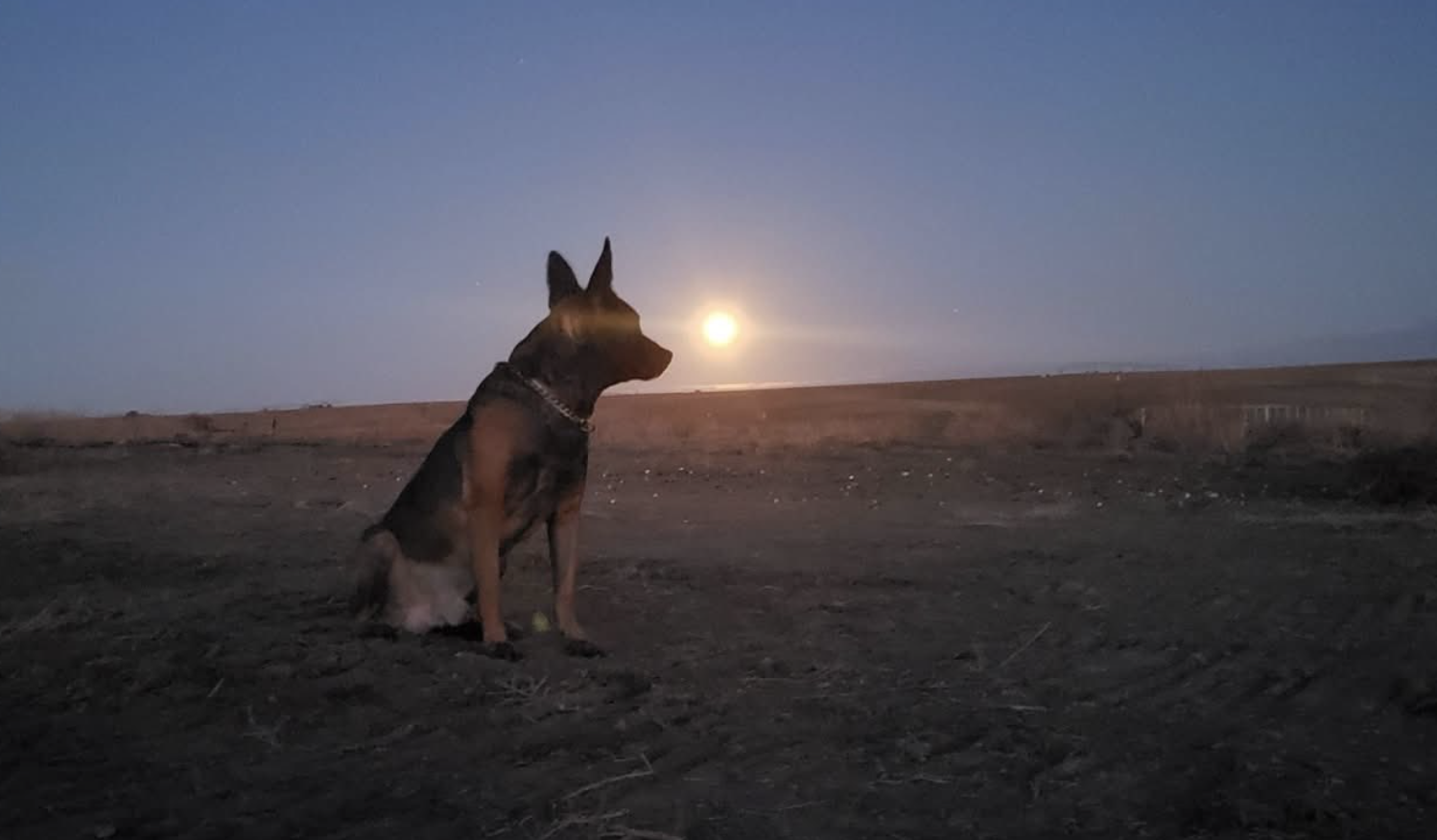 Grant County K9 Edo, Beloved Former Sheriff’s Office Dog, Dies at 11 ...