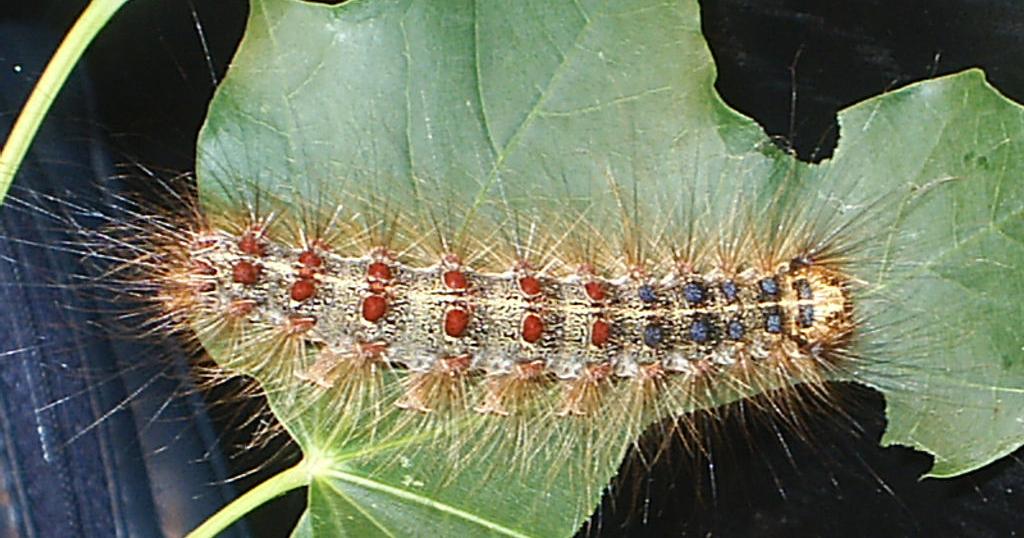 Gypsy moth spraying done, state to set traps this summer | News ...