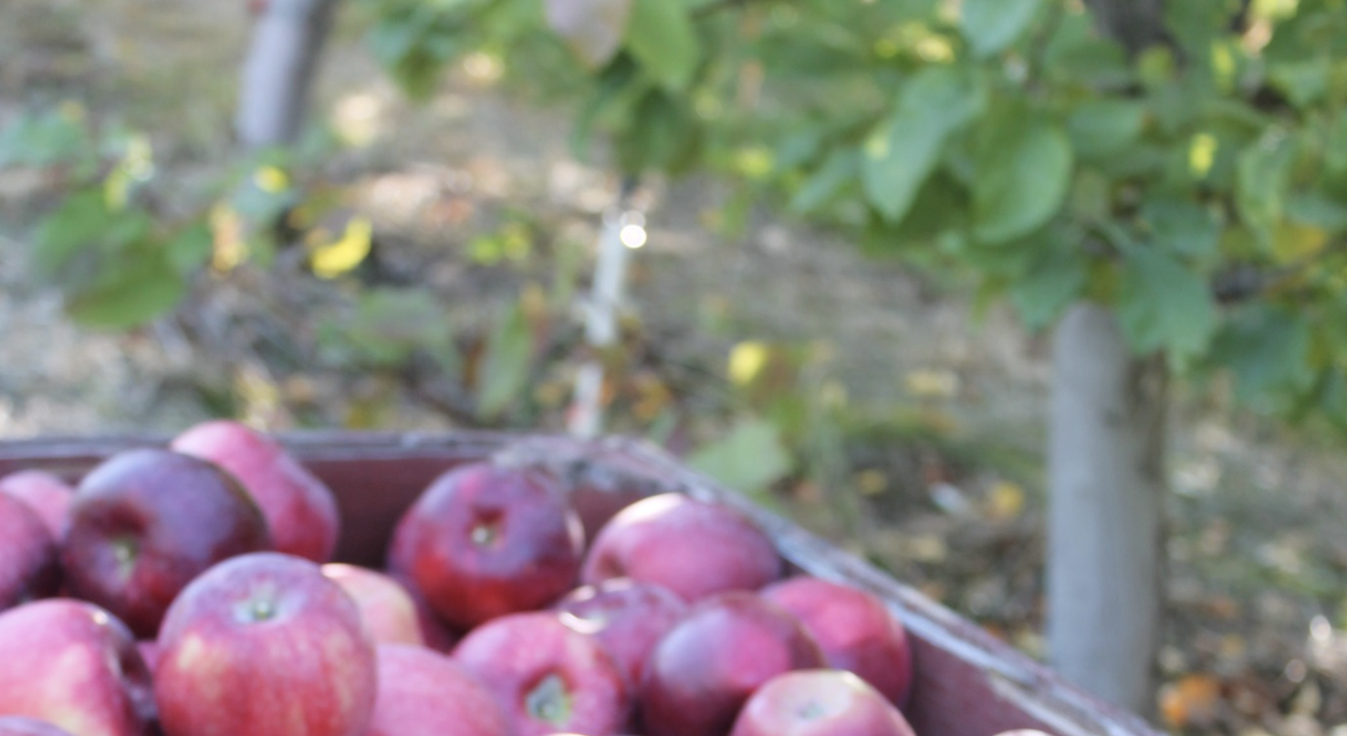 Cosmic Crisp Apples Will Only Be Grown In WA Until 2032 | Columbia ...
