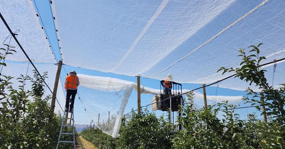 Smart Orchard Project embarks on a new phase in Mattawa | Columbia ...