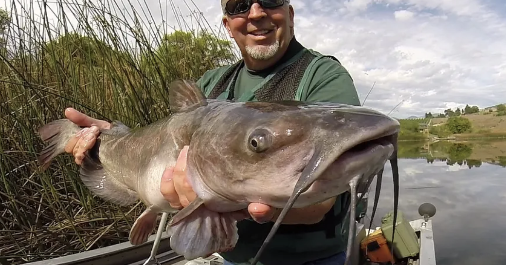 WDFW to restock catfish in some local lakes after ten years | Columbia ...