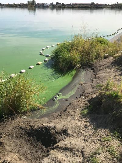 Program being launched to monitor toxic algae in Moses Lake | Columbia ...
