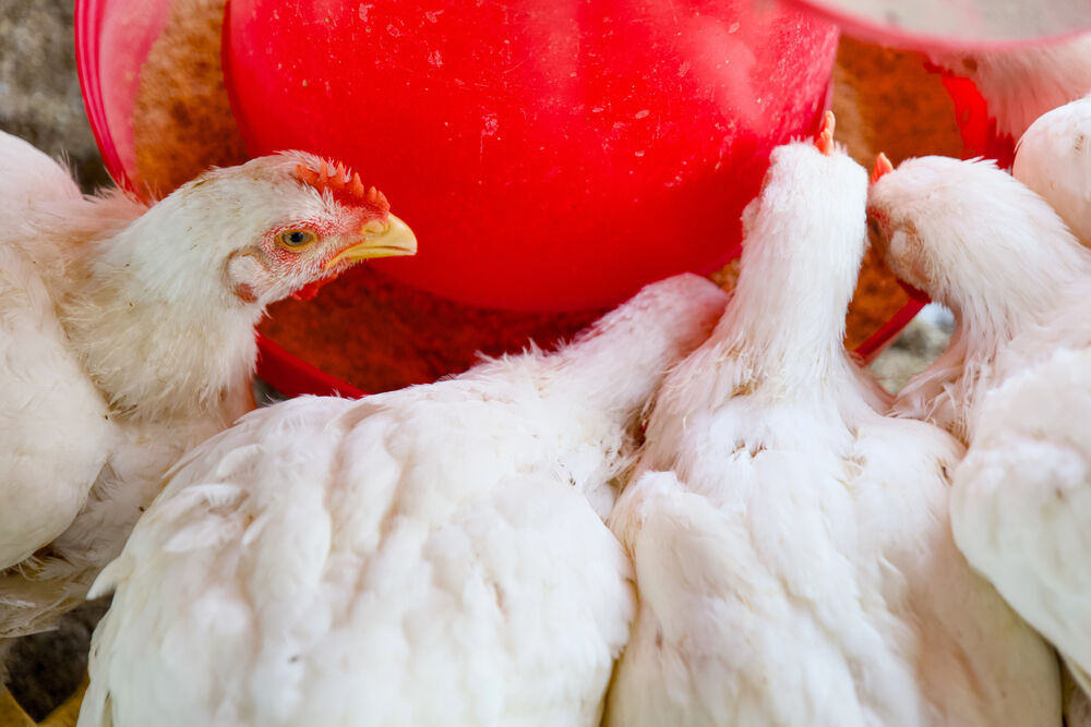 Bird Flu Confirmed at Moses Lake Poultry Facility | Columbia Basin ...