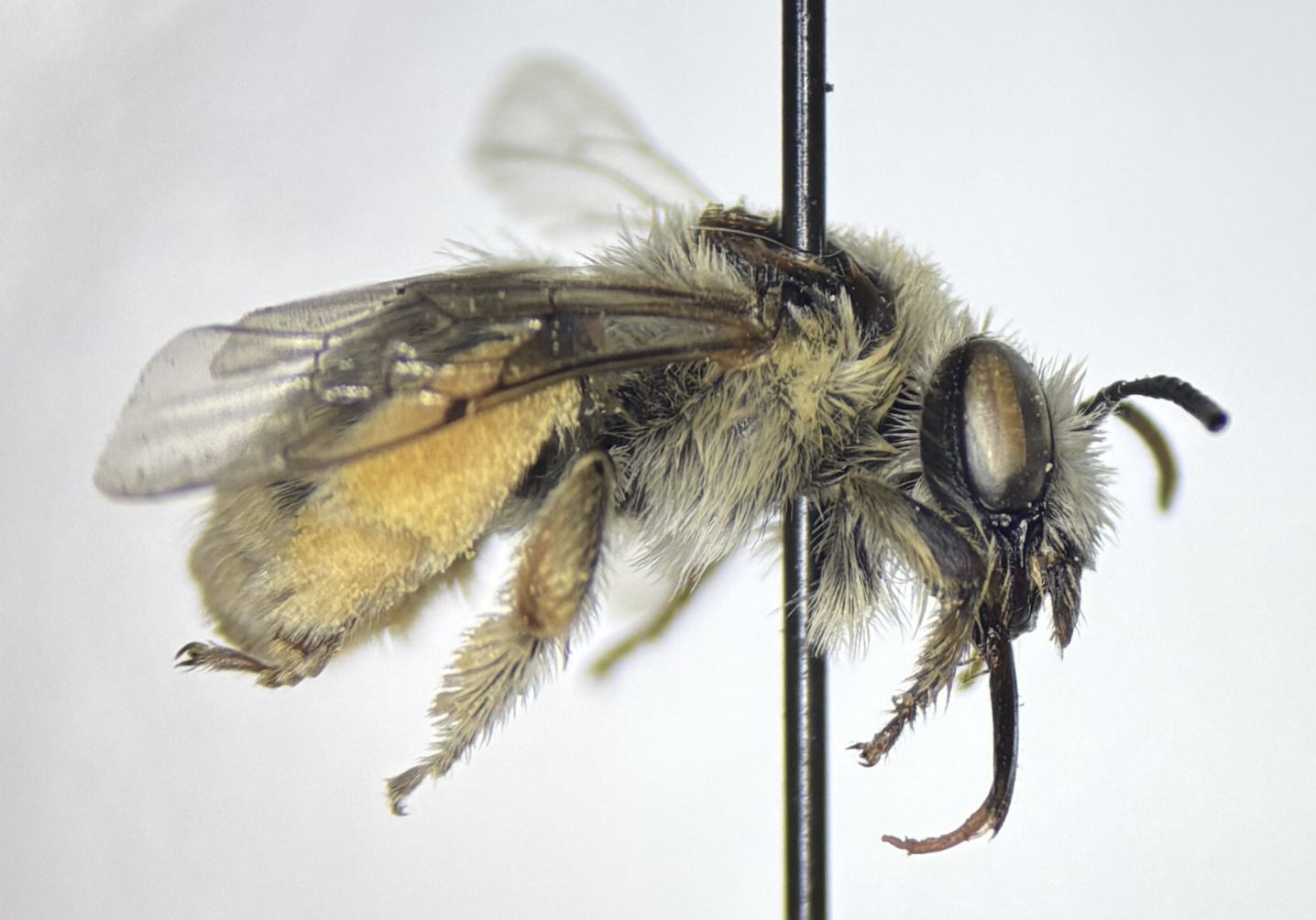 Rare Bees Found in Grant, Douglas, Chelan & Okanogan | Columbia Basin ...