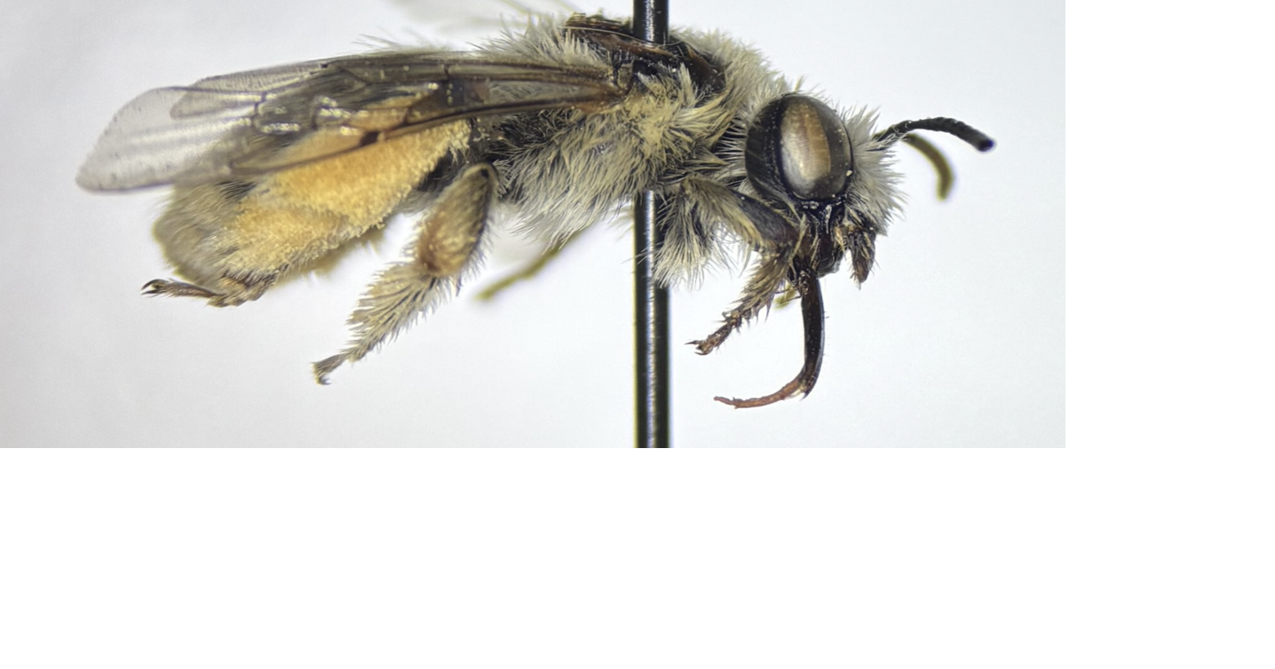Rare Bees Found in Grant, Douglas, Chelan & Okanogan | Columbia Basin ...