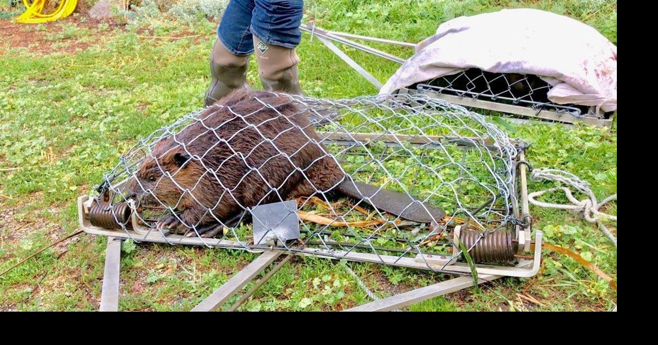 Just in: Beaver! Relocation program safely removes nuisance gnawers ...