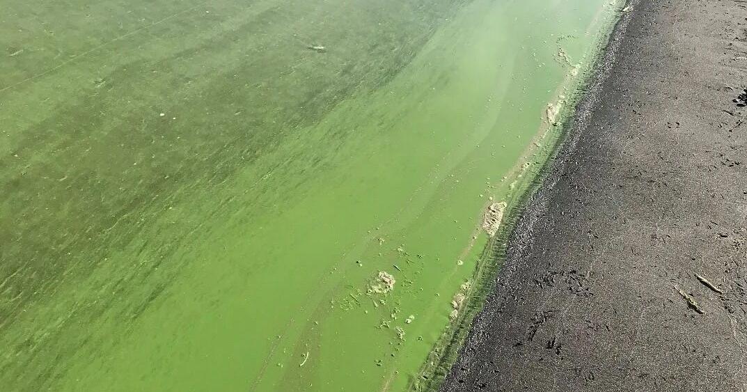 Health officials issue alert due to suspected toxic algae bloom in ...