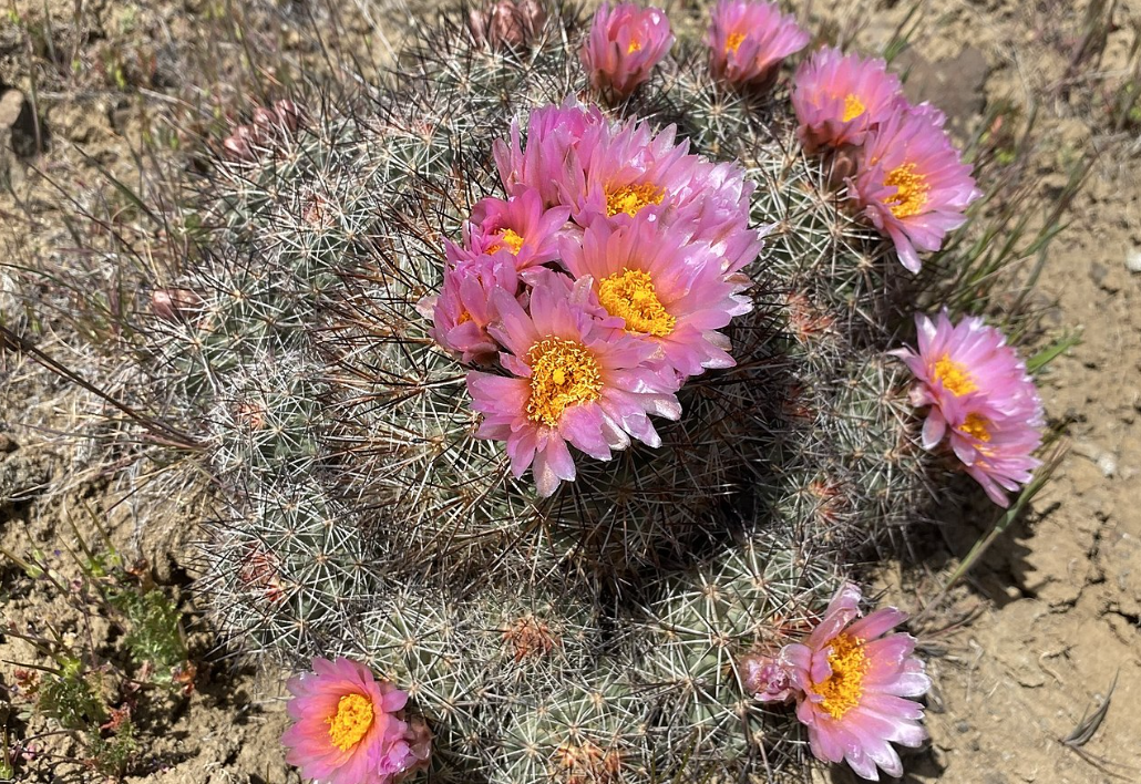 Senate Advances Moses Lake Lawmaker's State Cactus Bill | Columbia ...