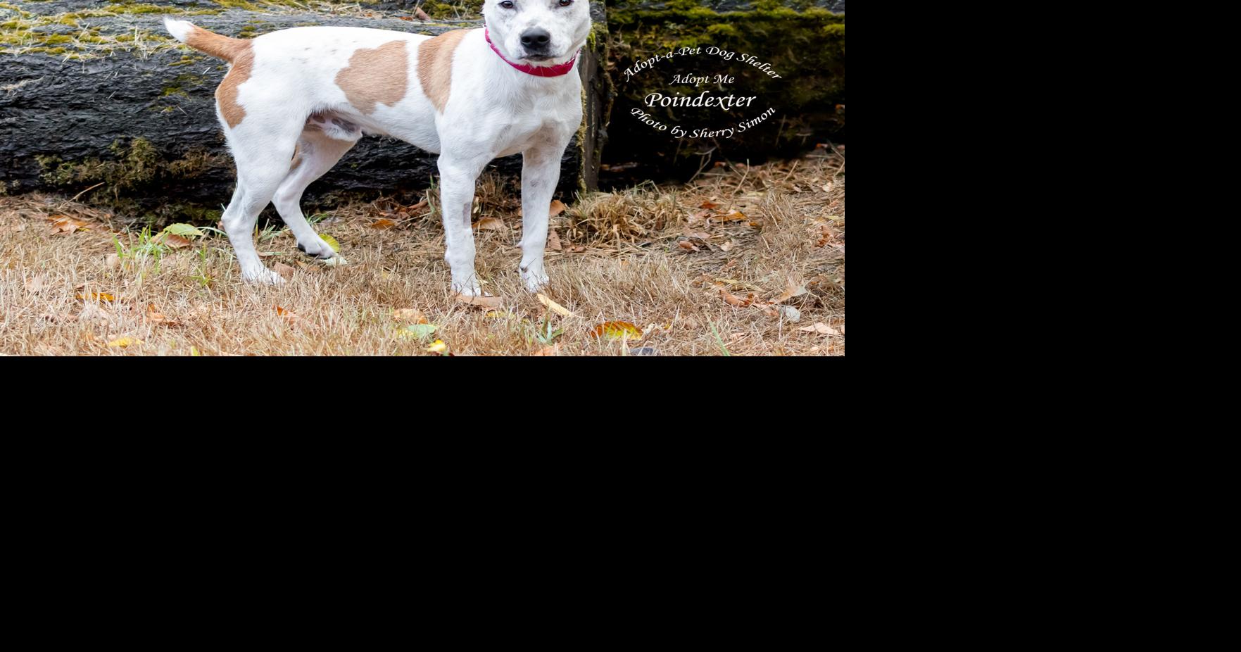 Poindexter, Dog of the Week | News | yoursourceone.com