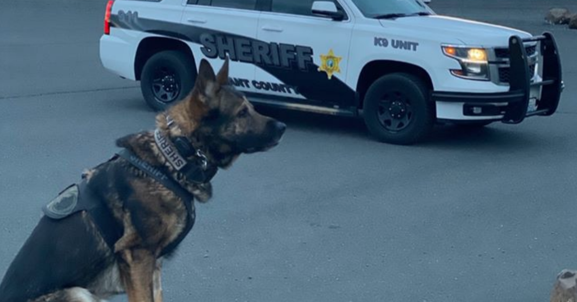 Grant County K9 Hawk to get bullet and stab protective vest thanks to ...