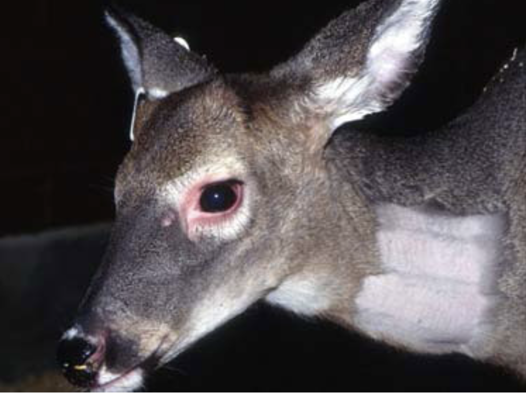 Deer Disease Outbreak Reported in Eastern Washington | Columbia Basin ...