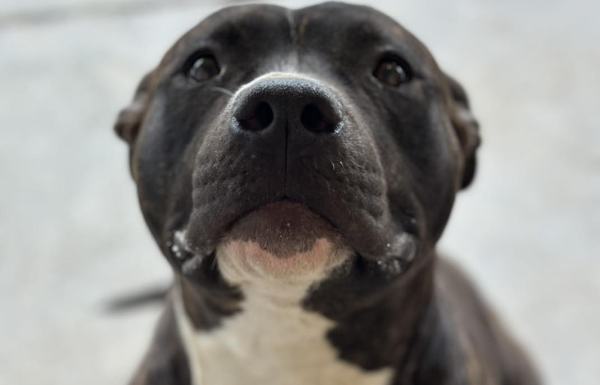 Moses Lake eyes $2.5M animal shelter with more space | Columbia Basin ...