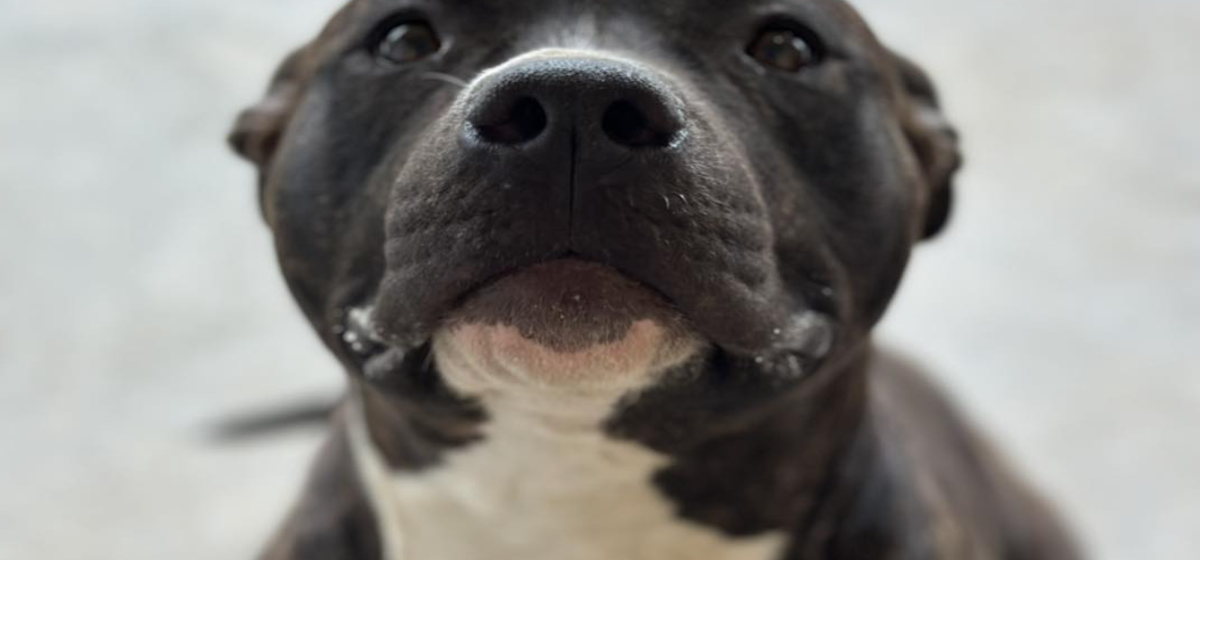 navajo nation animal shelter adoption