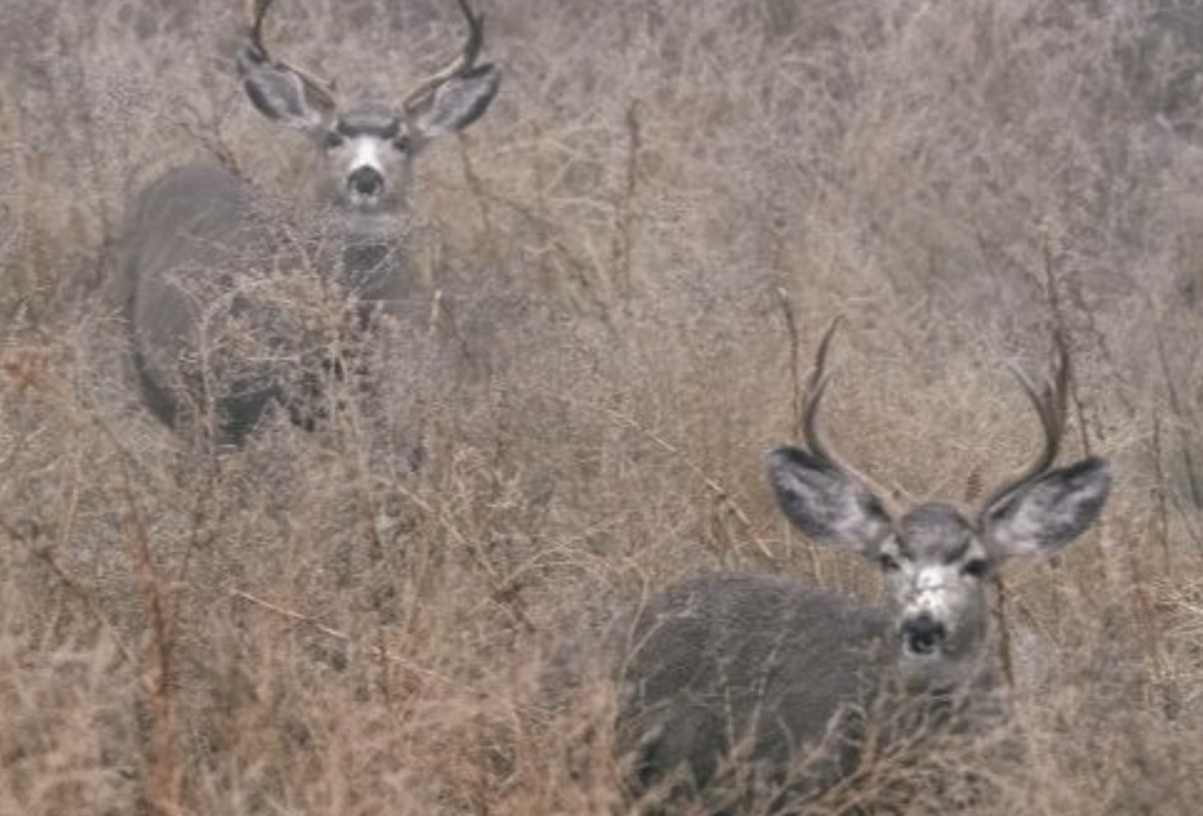 WA Updates Mule Deer Plan; Aerial Surveys Begin | Columbia Basin ...