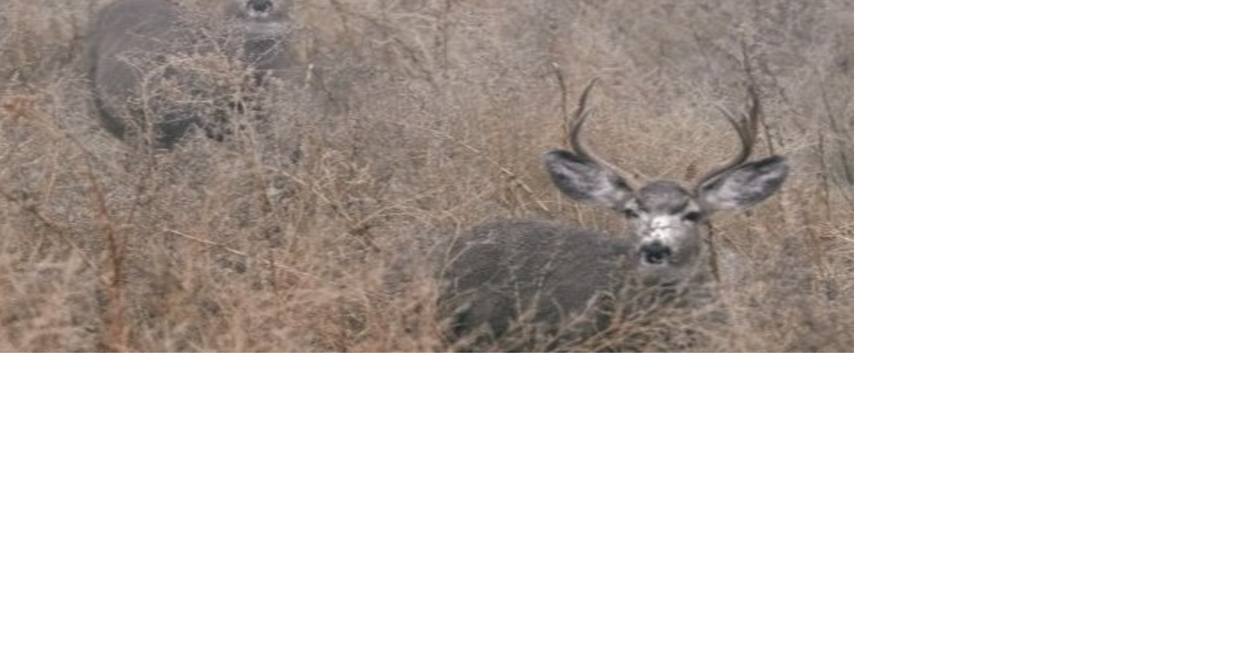 WA Updates Mule Deer Plan; Aerial Surveys Begin | Columbia Basin ...