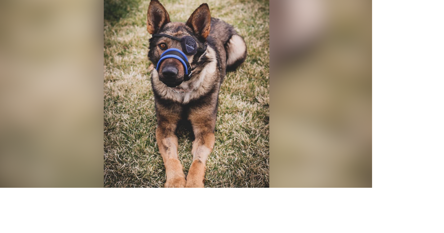 Medical, food costs covered for life for now retired MLPD K9 Chief ...