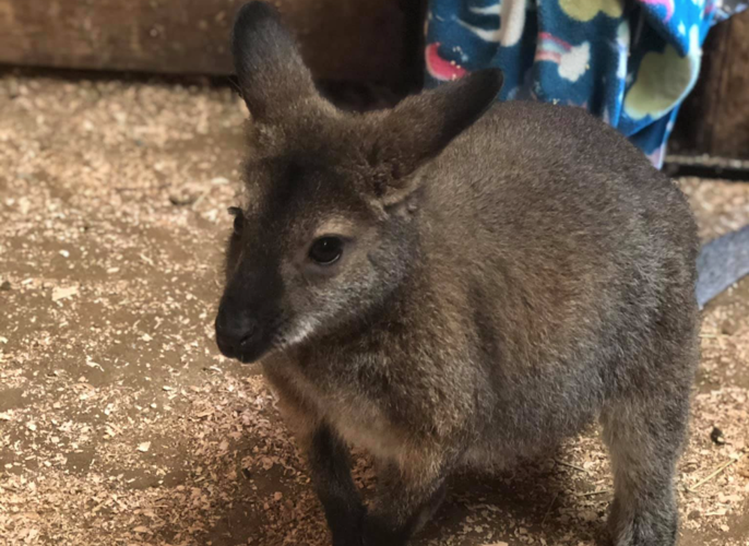 Where’s Walter? Othello woman’s wallaby missing since early June ...
