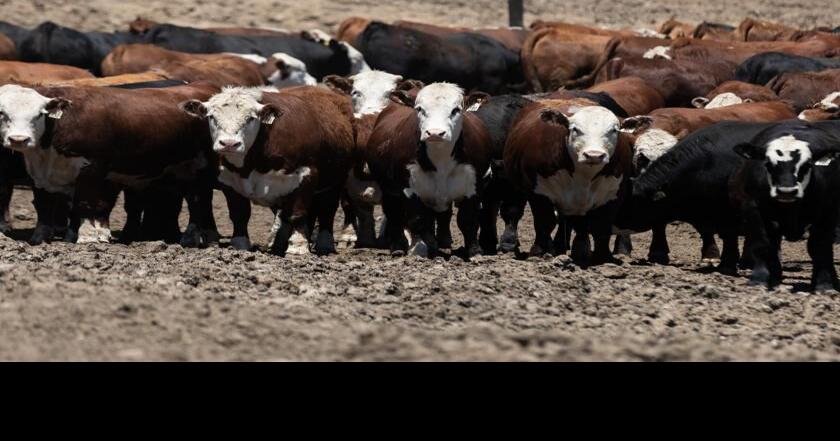 Informe: Después de la auditoría, el estado no encuentra discrepancias ...