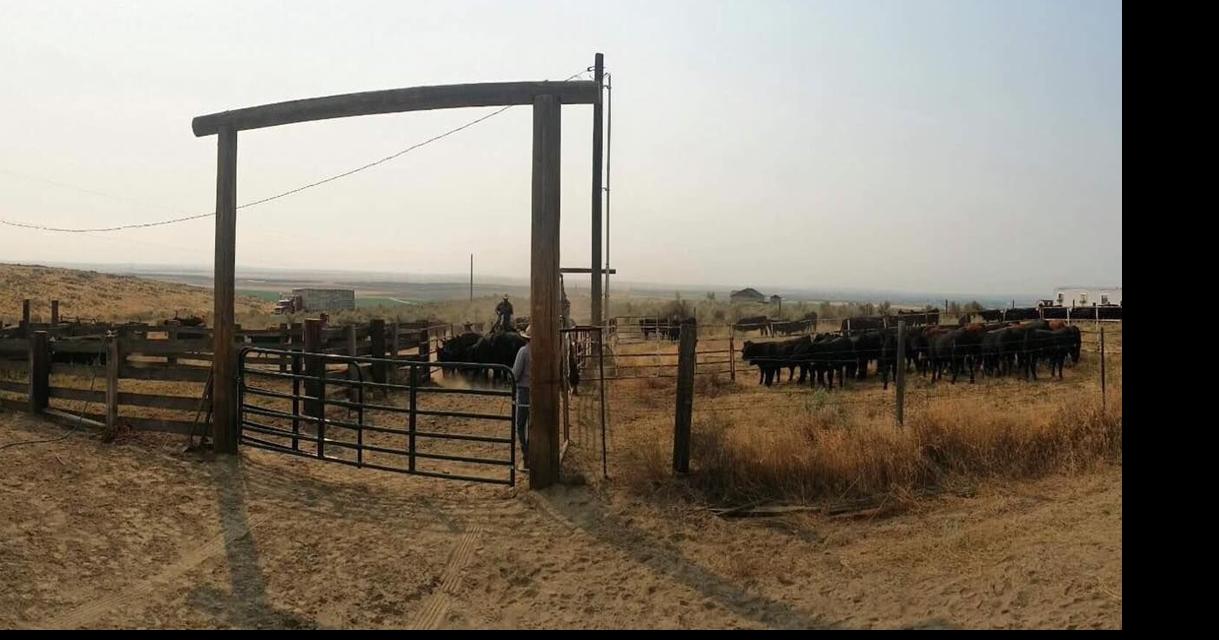 Report: Easterday Farms declares bankruptcy days after Tyson Foods ...