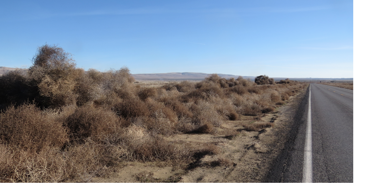 Controlled burn of tumbleweeds planned for Wednesday on SR 24 east of ...