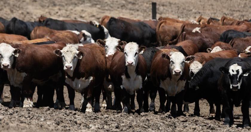 Report: State audit fails to find discrepancies involving disputed herd ...